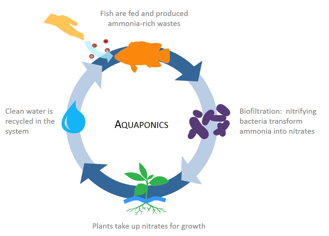 Projects - CERER-Pisciculture ASBL